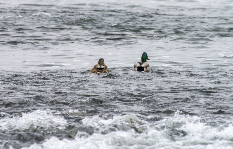 Duck and Drake are Swimming in a Raging River Stock Image - Image of ...