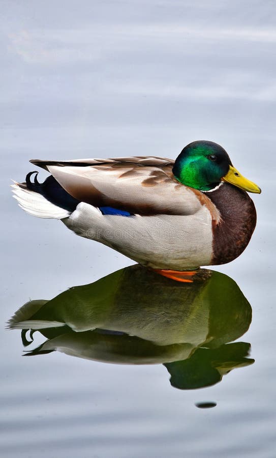 Duck Drake Water Reflection Stock Photo - Image of water, duck: 193177234