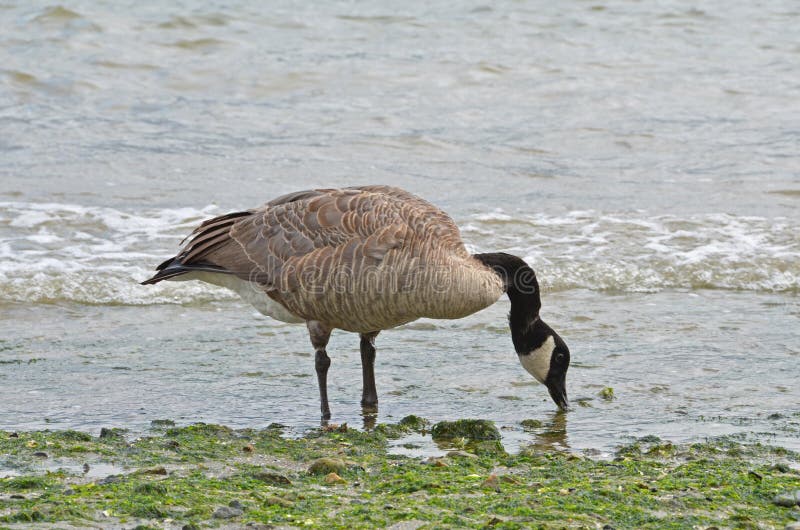 Duck drinking water stock image. Image of goose, water - 21105825