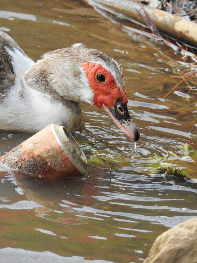 Duck Drinking Water in a Polluted Lake Stock Photo - Image of duck ...