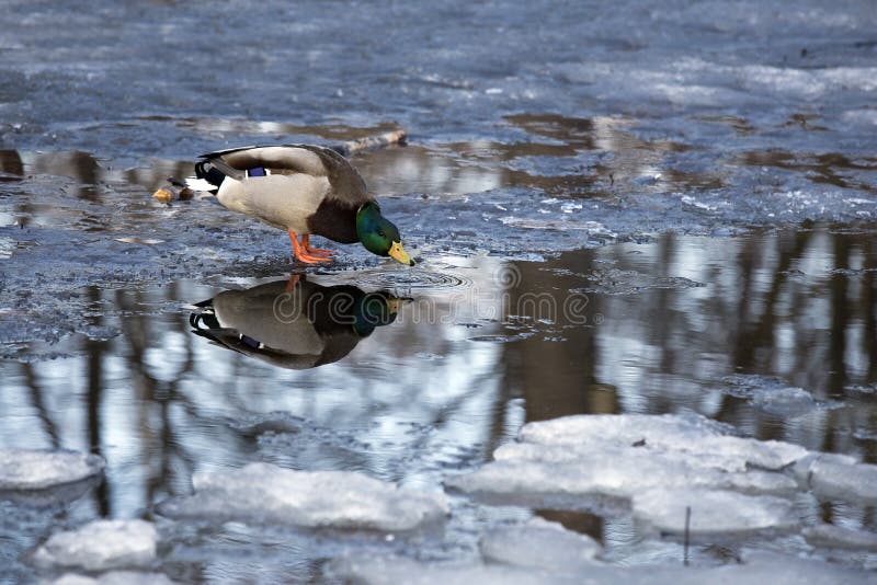 Duck drinking water stock image. Image of drinking, nature - 52567531
