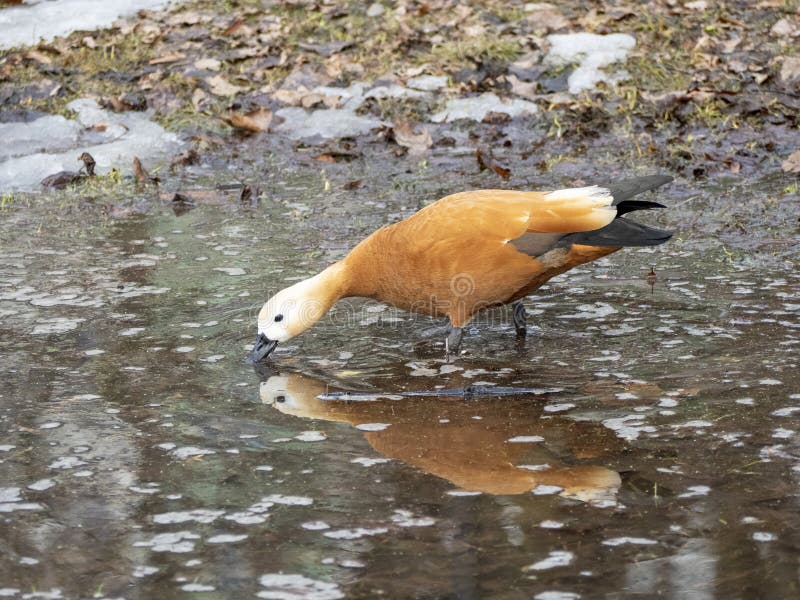 A Duck Drinks Water from a Puddle in the Spring Stock Image - Image of ...