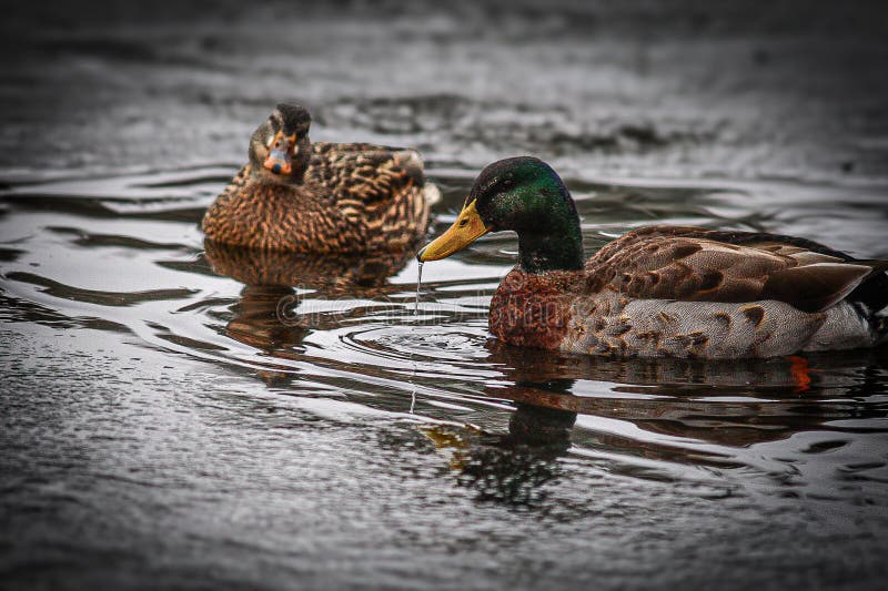 Duck drooling stock image. Image of duck, ducks, drinking - 305488839