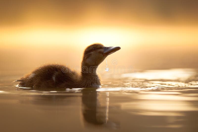 Duck with a drop stock image. Image of lovely, natural - 89977593
