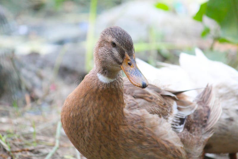 Duck stock image. Image of wildlife, animal, fowl, shorebird - 260143011