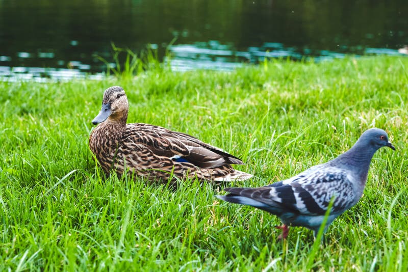 Duck, duck history stock photo. Image of summer, sitting - 46287020