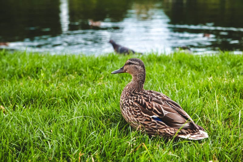 Duck, duck history stock image. Image of beak, sitting - 46287025