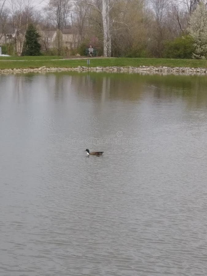 Duck stock image. Image of pond, lake, park, fish, duck - 115558775