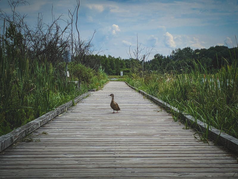 Duck stock image. Image of duck, pathway, wood, animal - 121546189