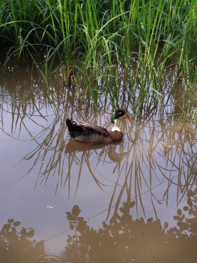 Duck stock image. Image of grass, water, duck, nature - 105225819