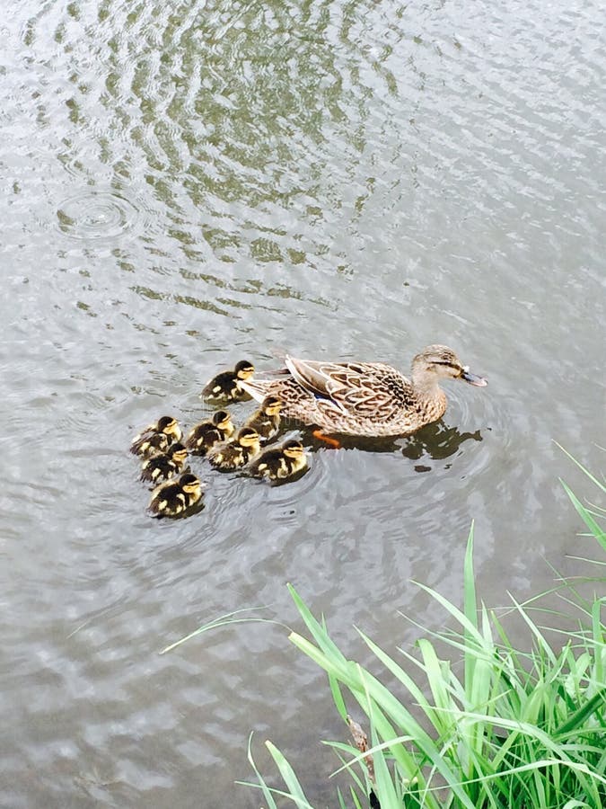 Duck and duckies stock photo. Image of cute, babies, swimming - 74357824
