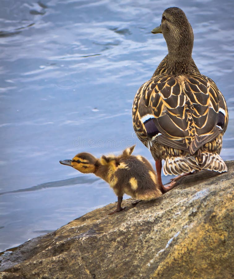 Duck with duckling stock photo. Image of pond, beauty - 25477664