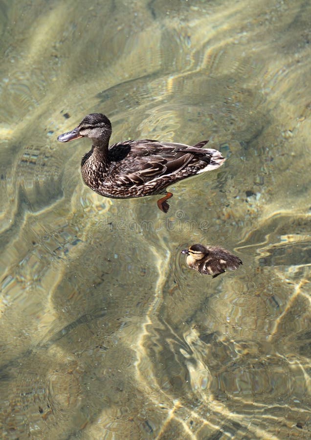 Duckling Trails Stock Photos - Free & Royalty-Free Stock Photos from ...