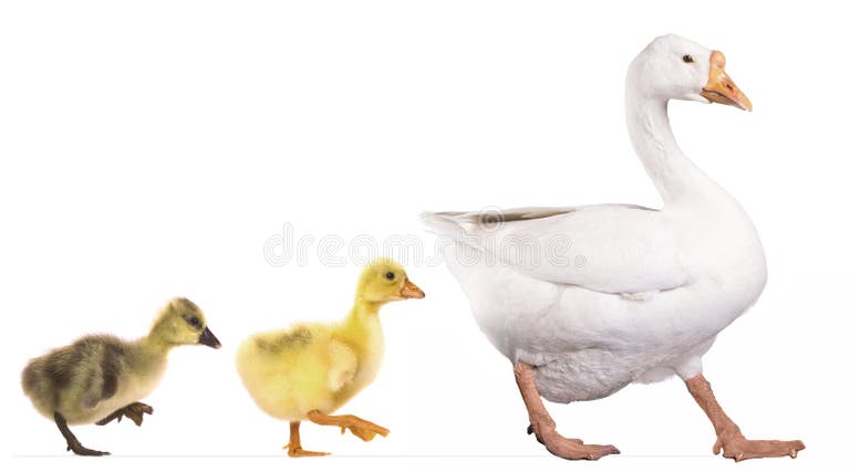 Duck and duckling stock image. Image of feather, wildlife - 5387101
