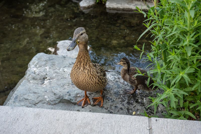 Duck and Duckling by a Little Stream.. Stock Image - Image of home ...