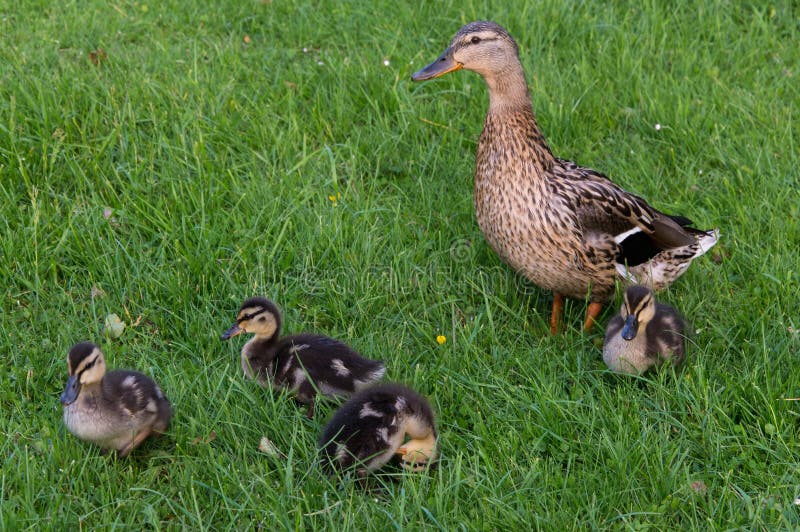 Duck family stock image. Image of marching, walking, ducks - 6945481