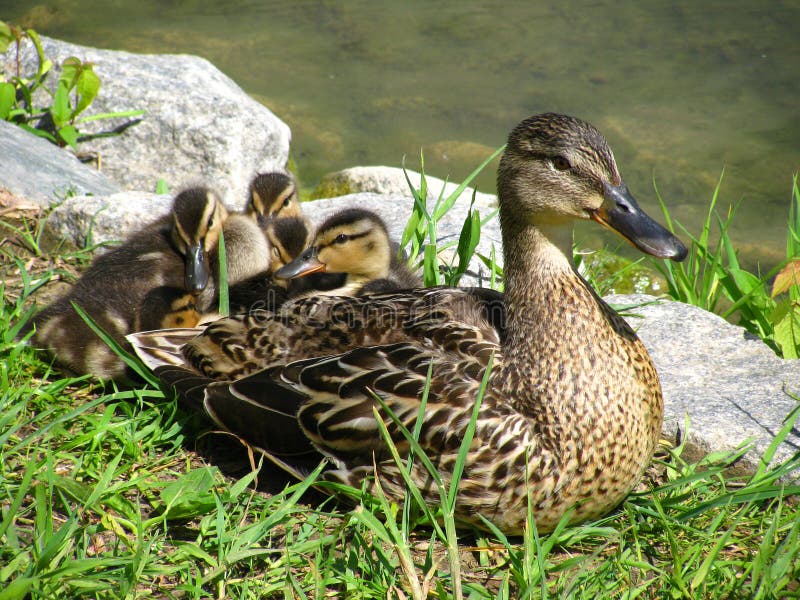 Duck with ducklings stock image. Image of care, growth - 11230091