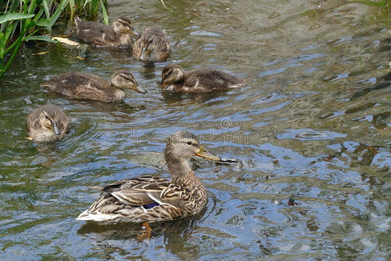Duck with ducklings stock photo. Image of family, ornithology - 149438886