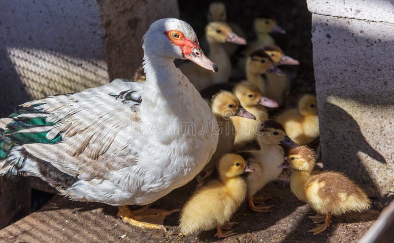 Duck with Ducklings on a Farm Stock Image - Image of cute, life: 180076811