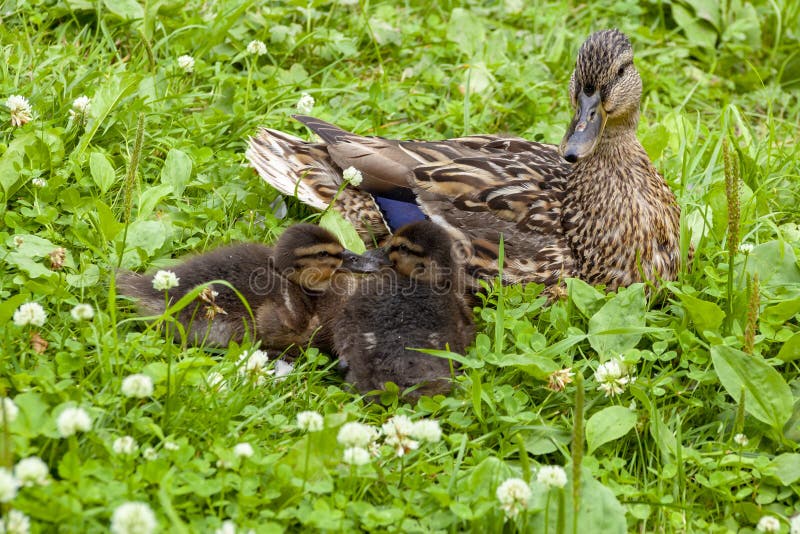 Duck with Ducklings among a Grass Stock Photo - Image of four, duckling ...