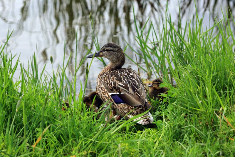 Duck with Ducklings in the Grass Stock Image - Image of ducklings ...