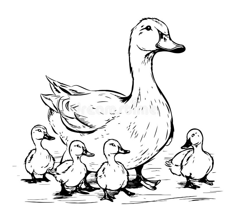 Duck and Ducklings Hand Drawing Sketch Engraving Illustration Style ...