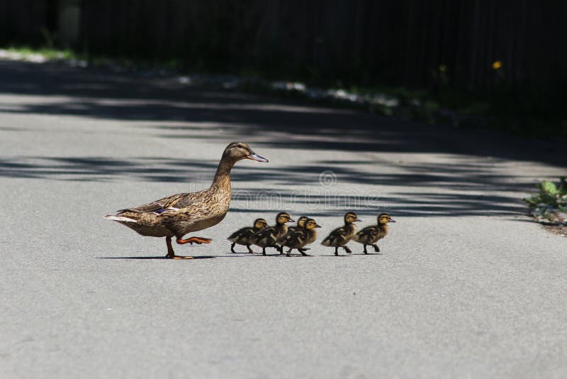 Duck and ducklings. stock image. Image of forest, animal - 76893377