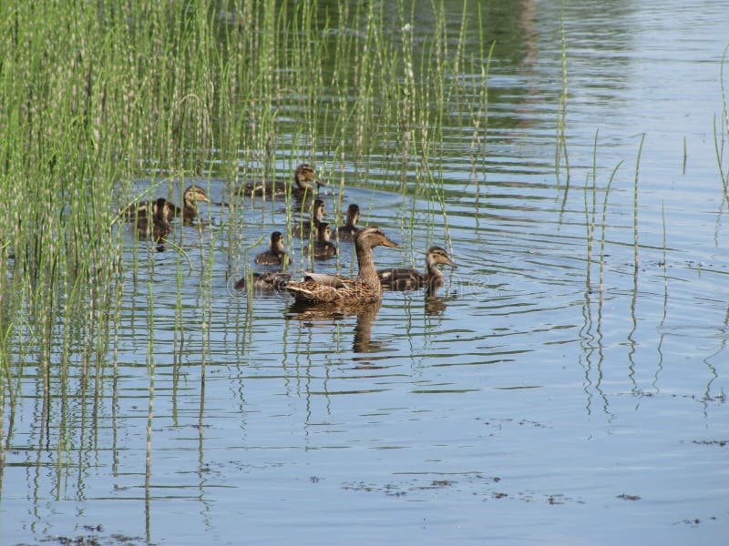 Hiding ducklings stock image. Image of grass, duck, fauna - 28667551