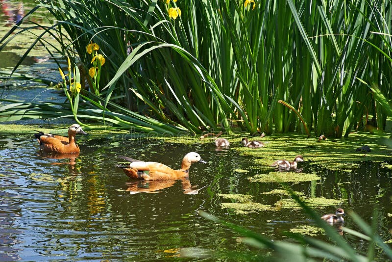 Duck with ducklings stock image. Image of orange, ducklings - 42809173