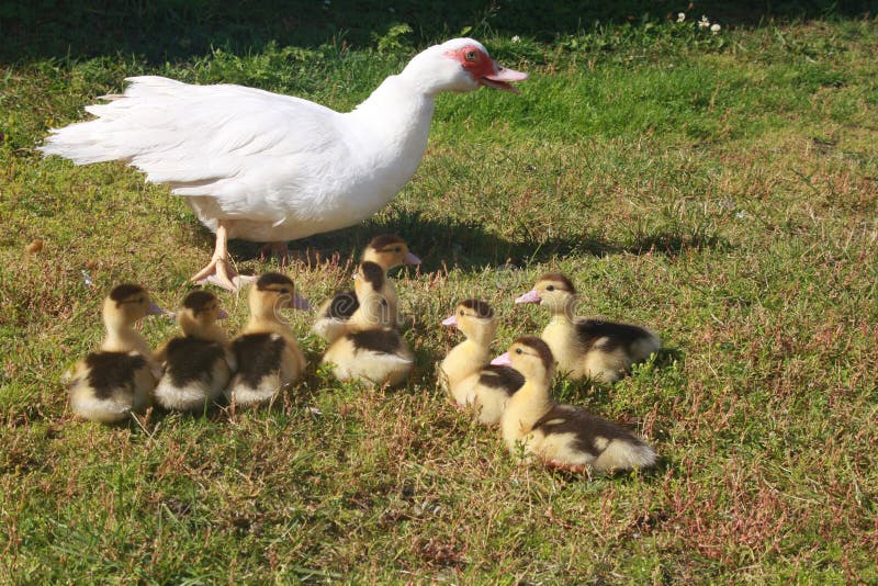 Duck with ducklings stock image. Image of grass, sons - 75862831