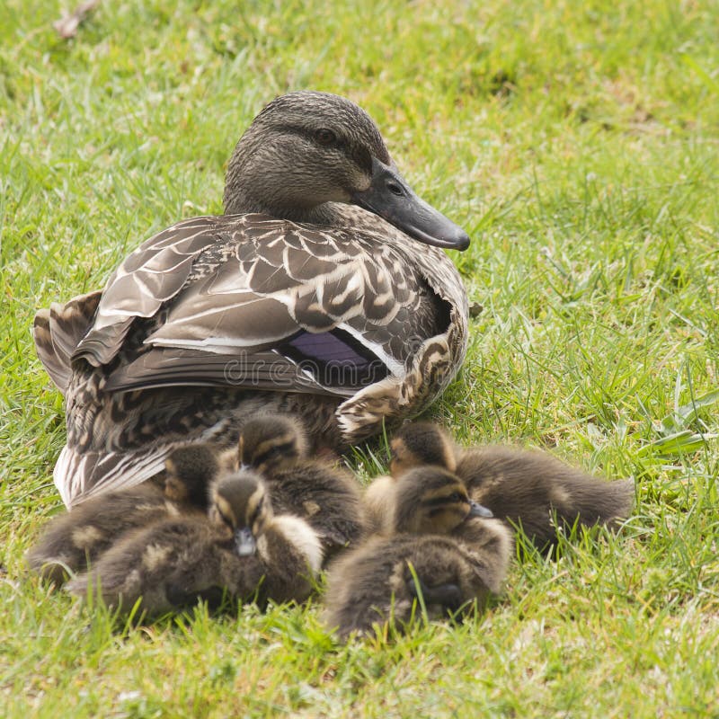 Duck with ducklings stock photo. Image of group, chicks - 34024278