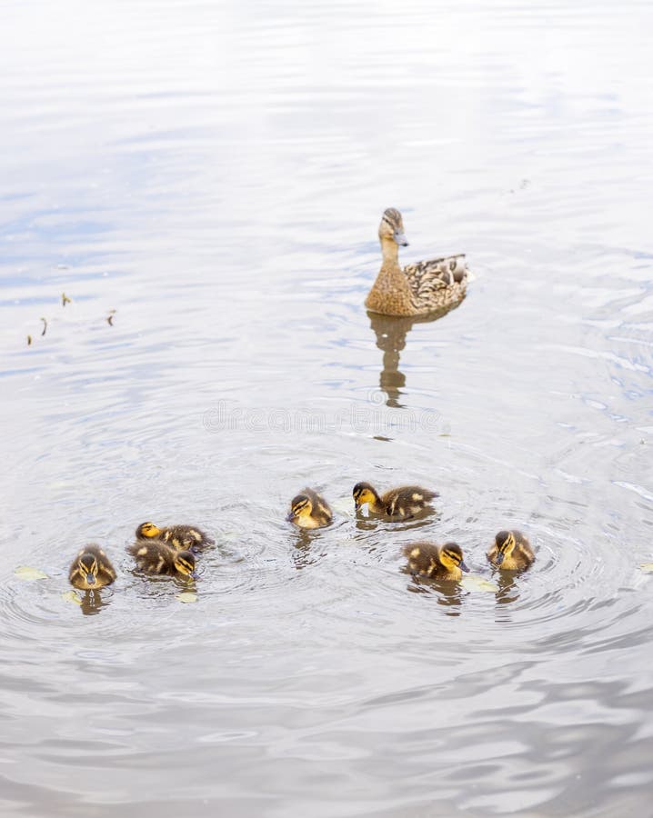 Duck with Ducklings on Pond Stock Image - Image of migratory, lake ...