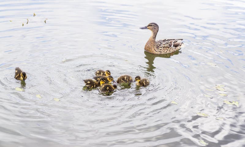 Duck with Ducklings on Pond Stock Photo - Image of ornithology, family ...