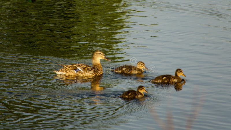 Duck and Ducklings in Pond. Stock Image - Image of feathers, mallard ...