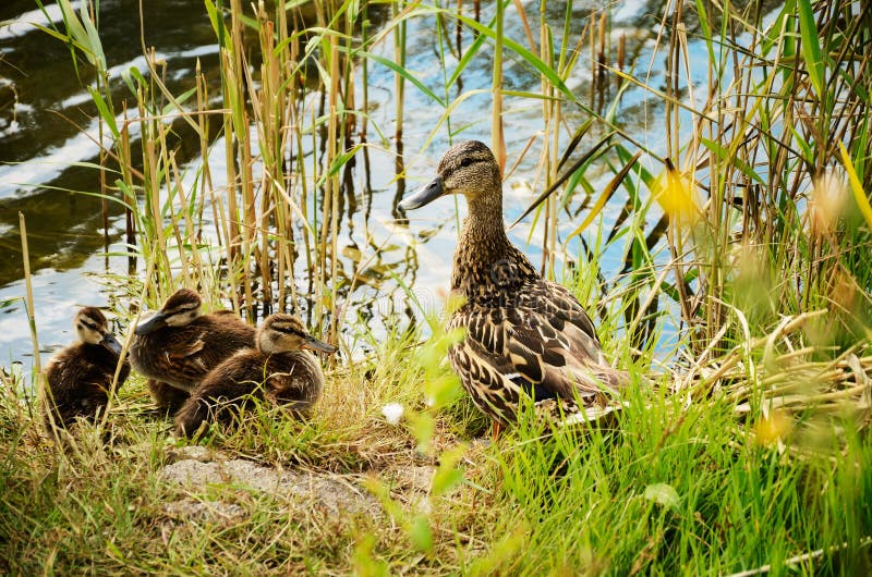 Duck with Ducklings in the Reeds Stock Image - Image of looking, family ...