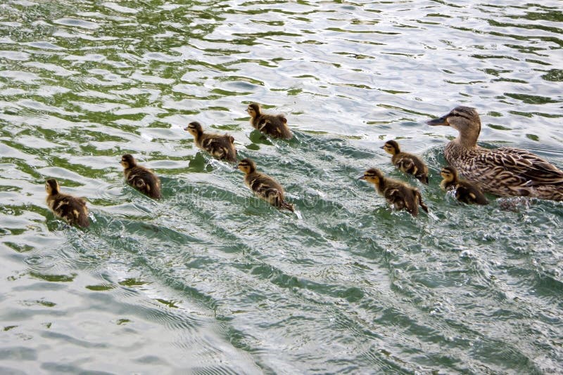 Duck and Ducklings on the Run Stock Image - Image of beak, duck: 41305139