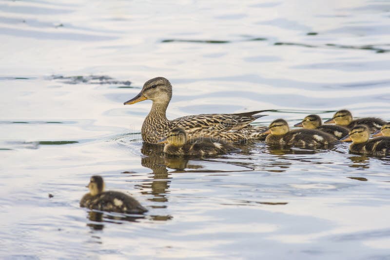 Duck with Ducklings on the Sea Stock Image - Image of bird, duck: 243183697