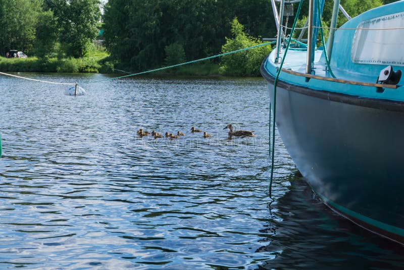 Duck with Ducklings among the Ships in the Marina Stock Photo - Image ...
