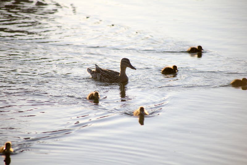 Duck with Ducklings Swim in Light Waves Stock Image - Image of ...