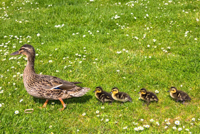 Duck with Ducklings.walk in City Bird Stock Image - Image of protection ...