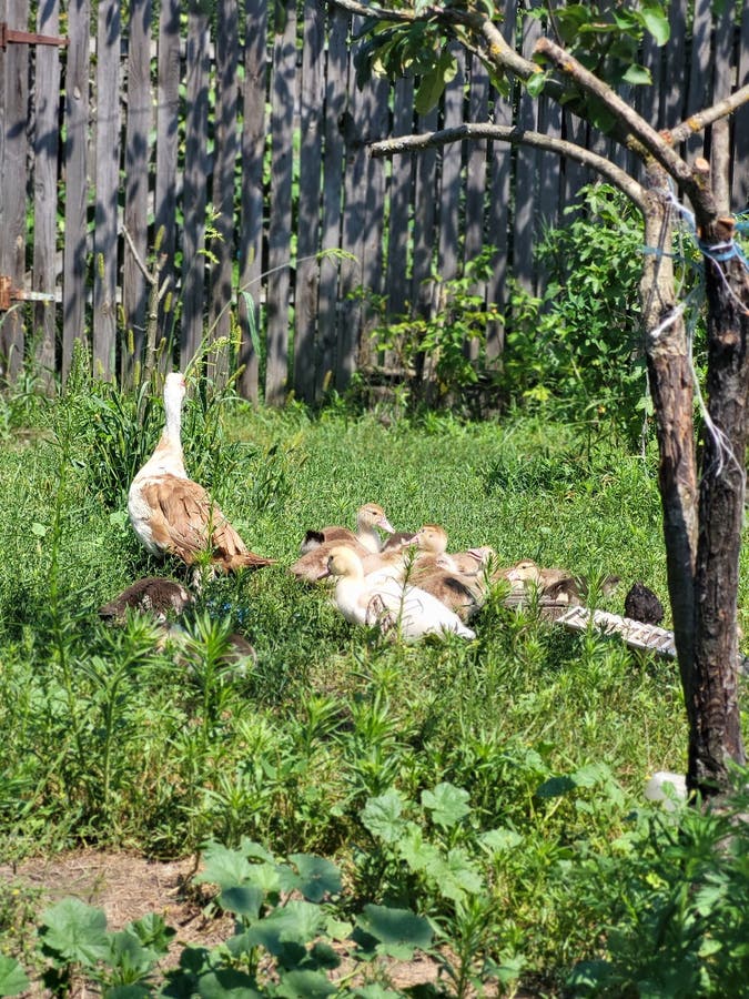 Duck with Ducklings Walking in the Garden Stock Image - Image of ...
