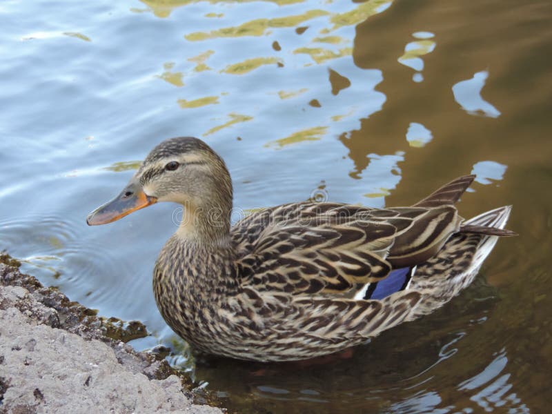 Duck stock image. Image of pato, beak, mallard, livestock - 71541647