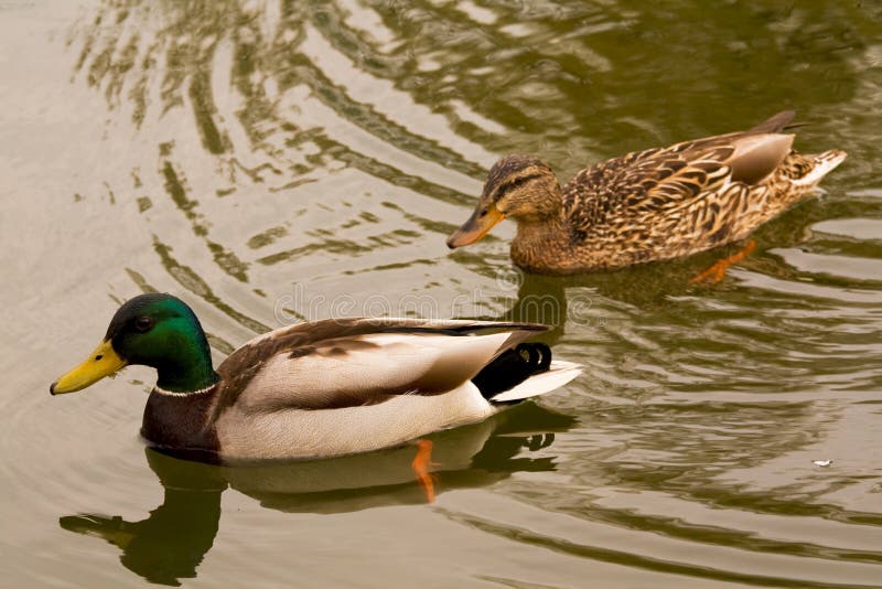 Duck stock photo. Image of ornithology, float, animal - 47319922