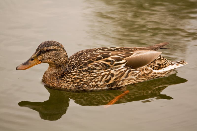 Duck stock photo. Image of duck, male, fowl, nature, background - 47320032