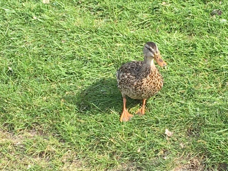 Lead Duck Taking Stock Photos - Free & Royalty-Free Stock Photos from ...