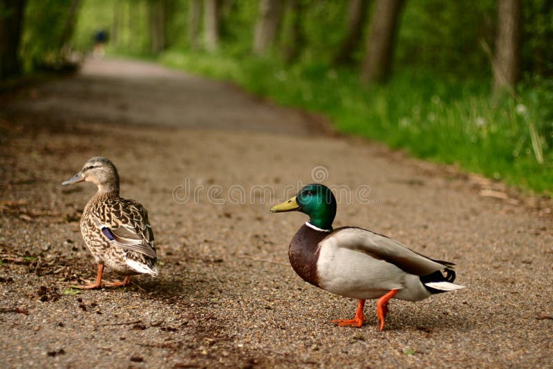 Duck stock photo. Image of nature, animal, scandinavia - 180832642