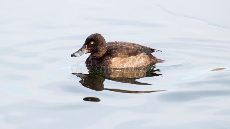Duck Dusky Tufted on the Water Stock Image - Image of grebe, swim ...