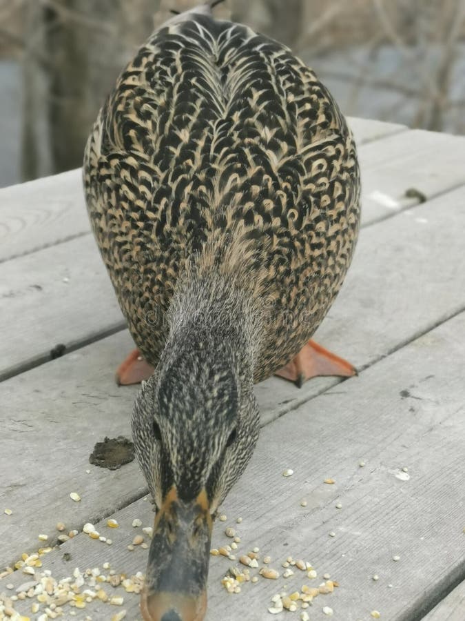 Duck eating stock photo. Image of close, feed, duck - 169708918