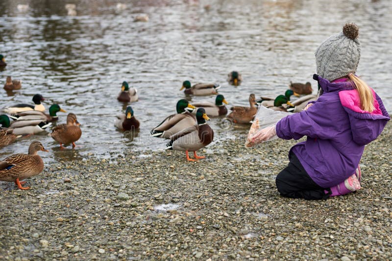 Duck Eating Bread stock image. Image of fowl, brown, public - 5331865
