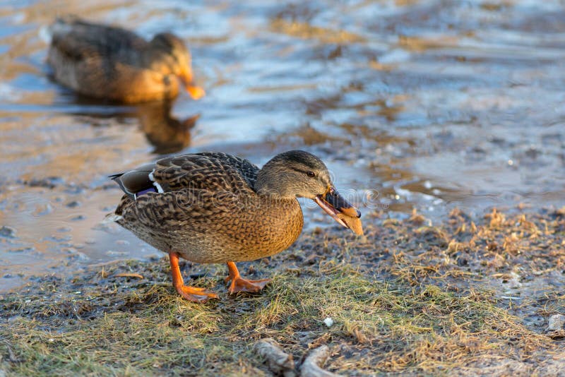 Duck eating bread stock image. Image of food, nature - 235602561